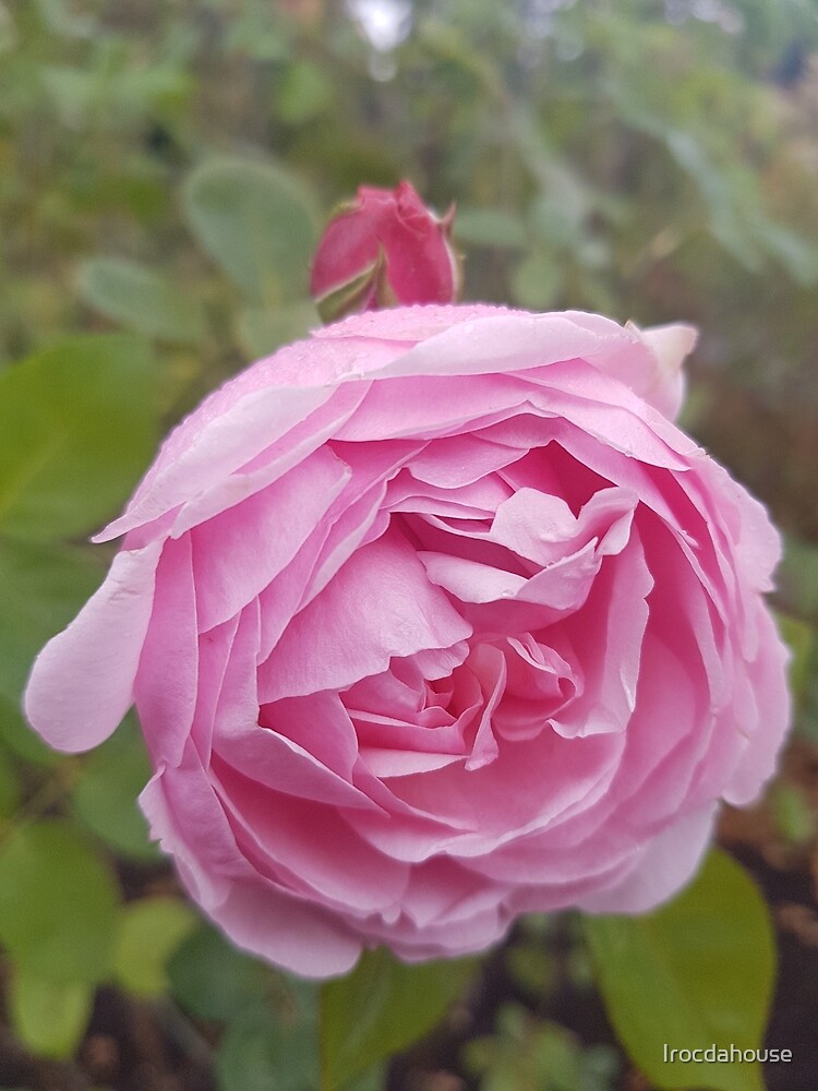 "Rose Sniffers " Poster by Irocdahouse | Redbubble