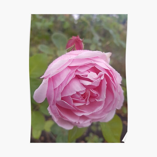 "Rose Sniffers " Poster by Irocdahouse | Redbubble