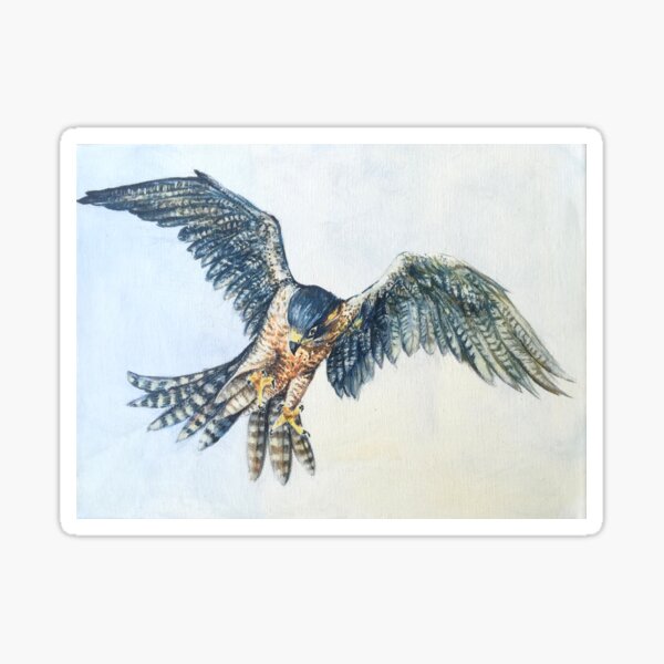 "peregrine falcon" Sticker by cerinewnham | Redbubble