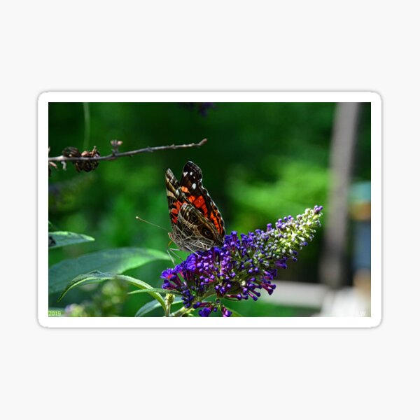 "Red Admiral Butterfly" Sticker by LisaWootenPhoto | Redbubble