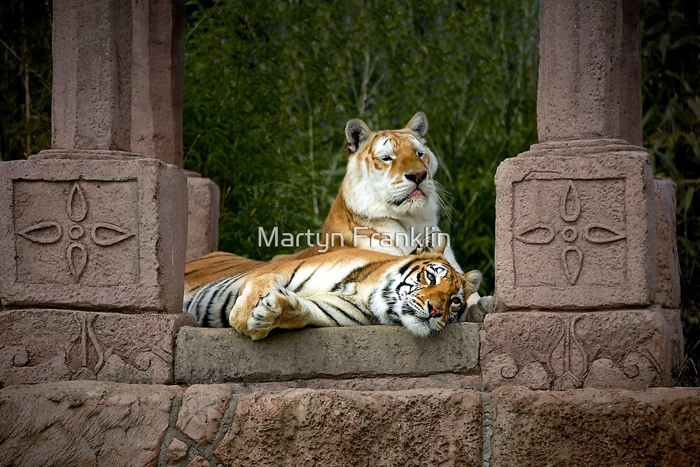 "Siberian tigers relax in ancient ruins" by Martyn Franklin | Redbubble