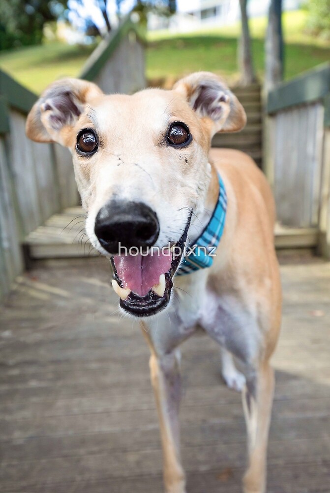"Happy greyhound" by houndpixnz | Redbubble