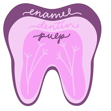 "Tooth Anatomy Purple" Sticker for Sale by Katheryn Rapson | Redbubble