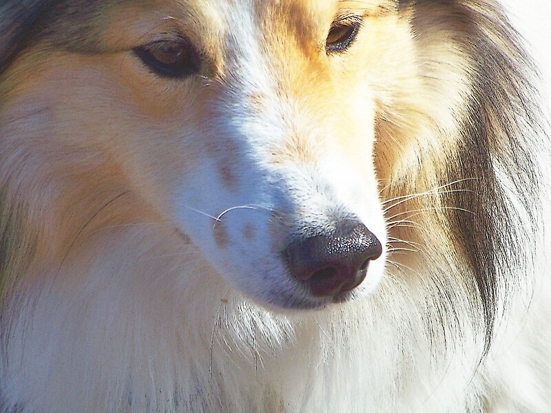 "Lassie" by Judi Taylor | Redbubble