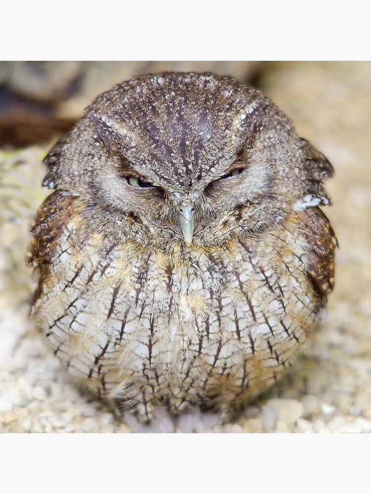 "grumpy owl " Canvas Print for Sale by Simon-dell | Redbubble