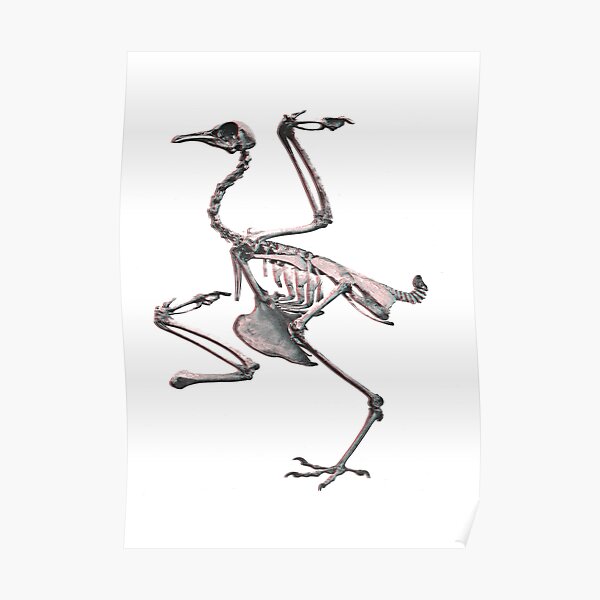 "Bird Skeleton Fossil Bones" Poster by AlanWalshArt | Redbubble
