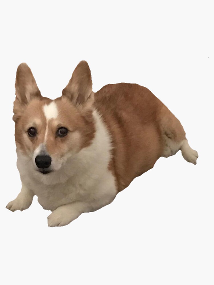 "sassy corgi" Sticker by hculver | Redbubble
