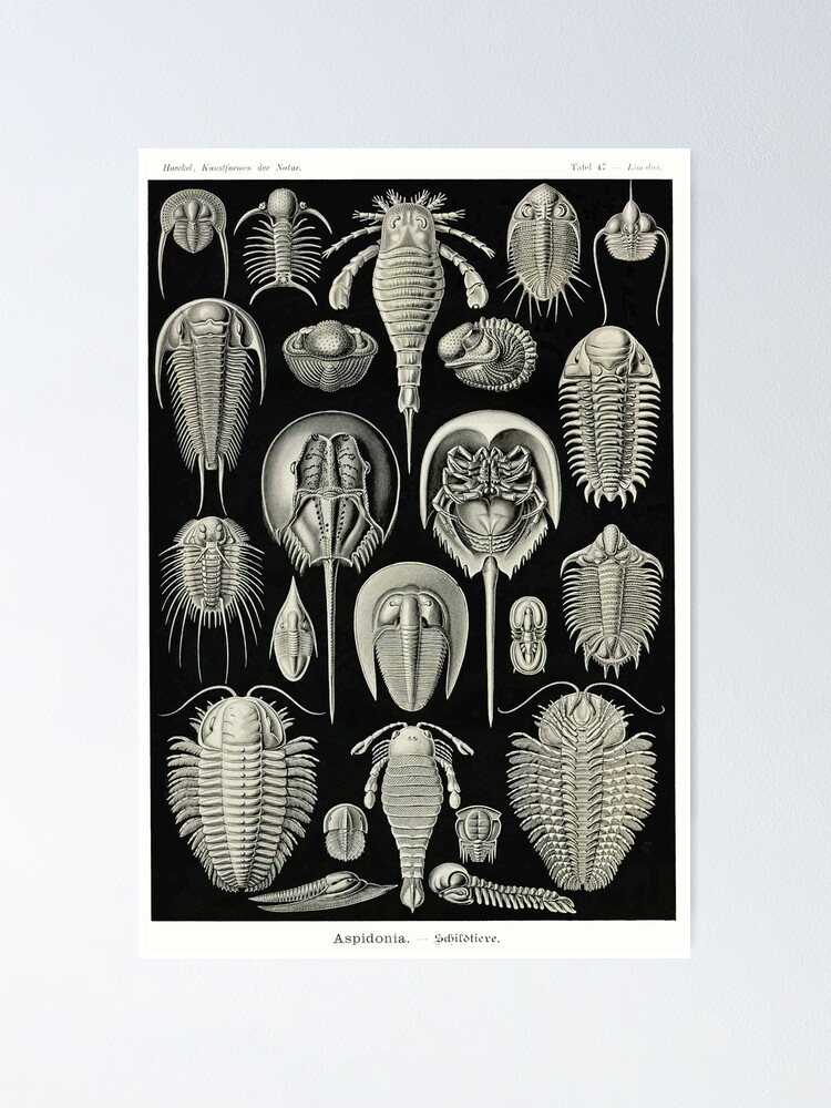 "Plate 47. Trilobites and Sea Scorpions" Poster for Sale by Squirrox ...