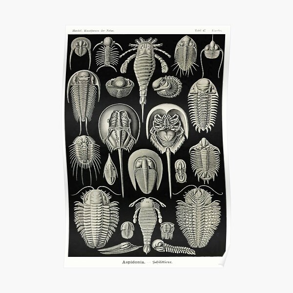"Plate 47. Trilobites and Sea Scorpions" Poster for Sale by Squirrox ...