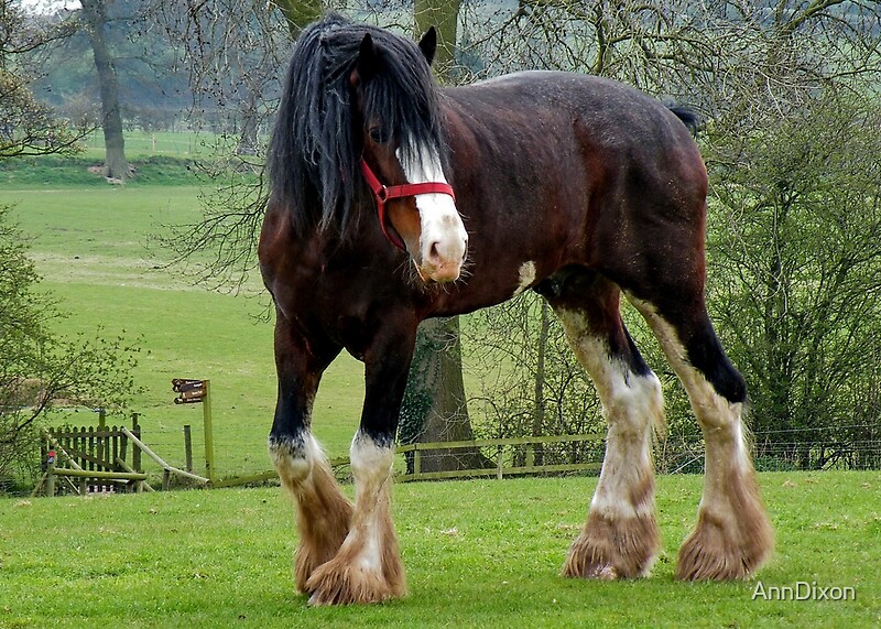 "Shire Horse" by AnnDixon | Redbubble
