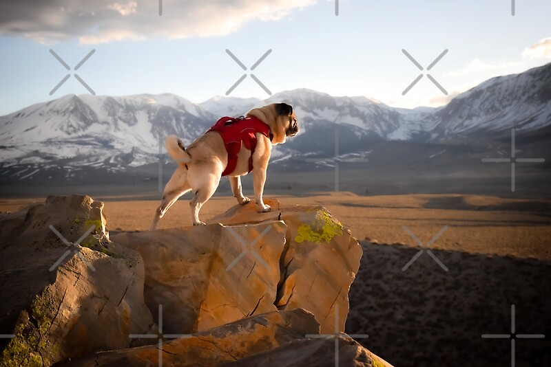 "Majestic Mountain Pug Plans His Summits" by pugventurephoto | Redbubble