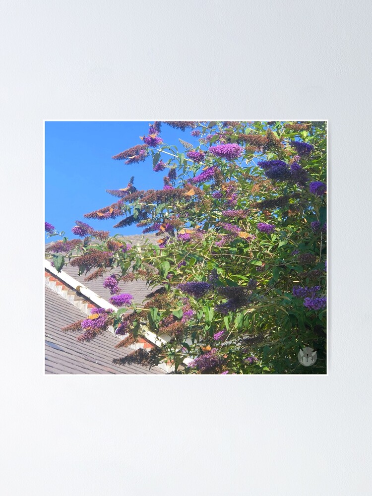 "Flutter" Poster for Sale by YukilapinBN | Redbubble