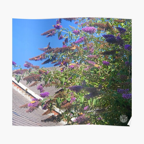 "Flutter" Poster for Sale by YukilapinBN | Redbubble