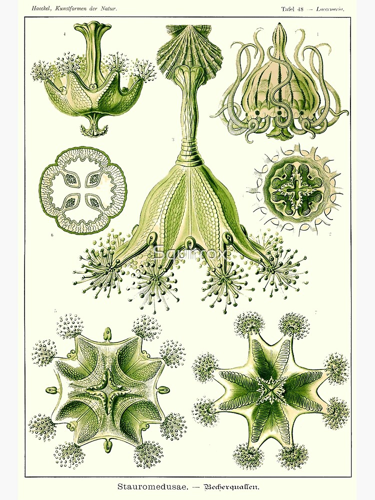 "Plate 48. Stauromedusae, the order of stalked jellyfish." Poster by ...