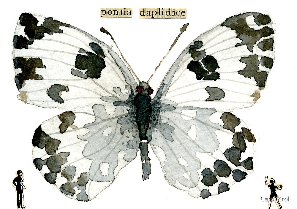 "Pontia Daplidice (Bath White Butterfly)" by Carol Kroll | Redbubble