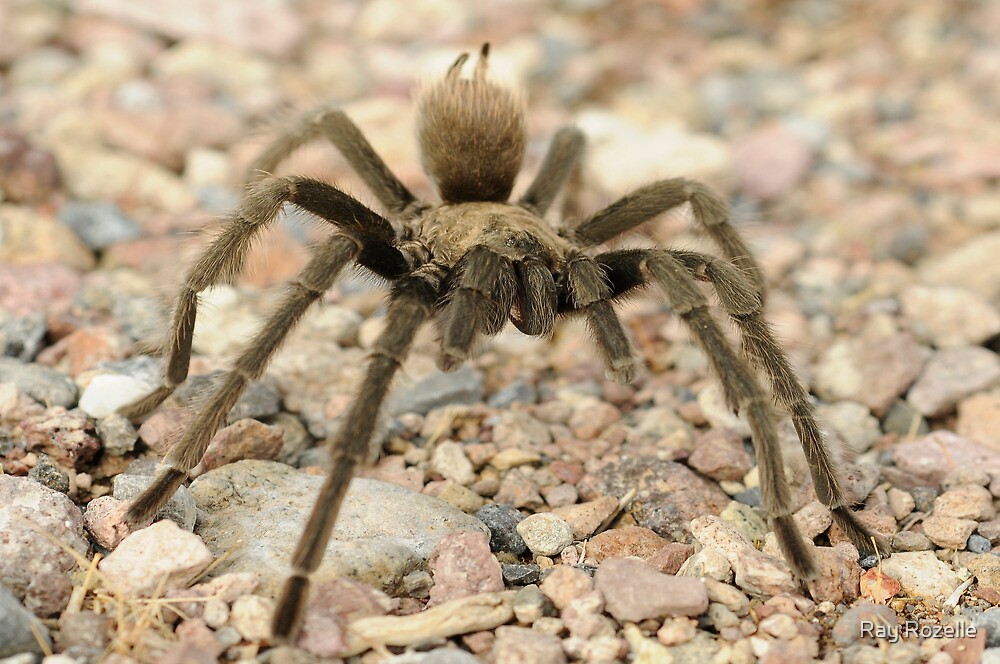 "Death Valley Tarantula" by Ray Rozelle | Redbubble