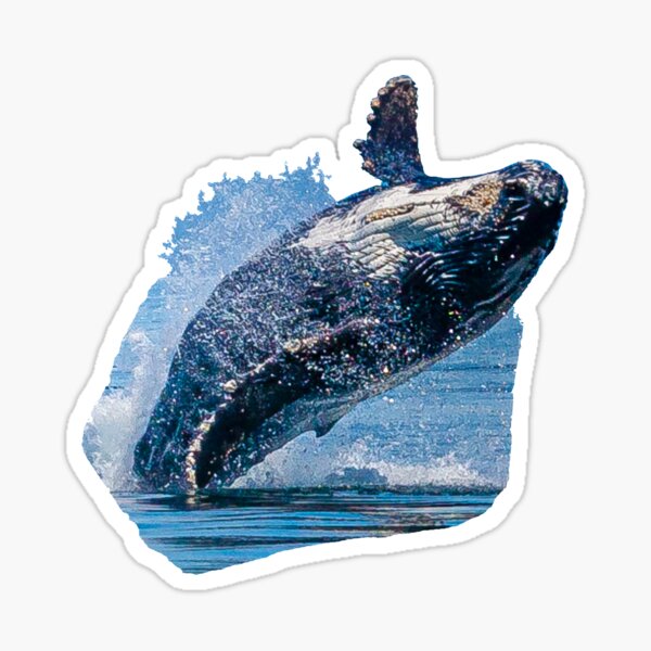 "Humpback whale breaching " Sticker by Dalyn | Redbubble