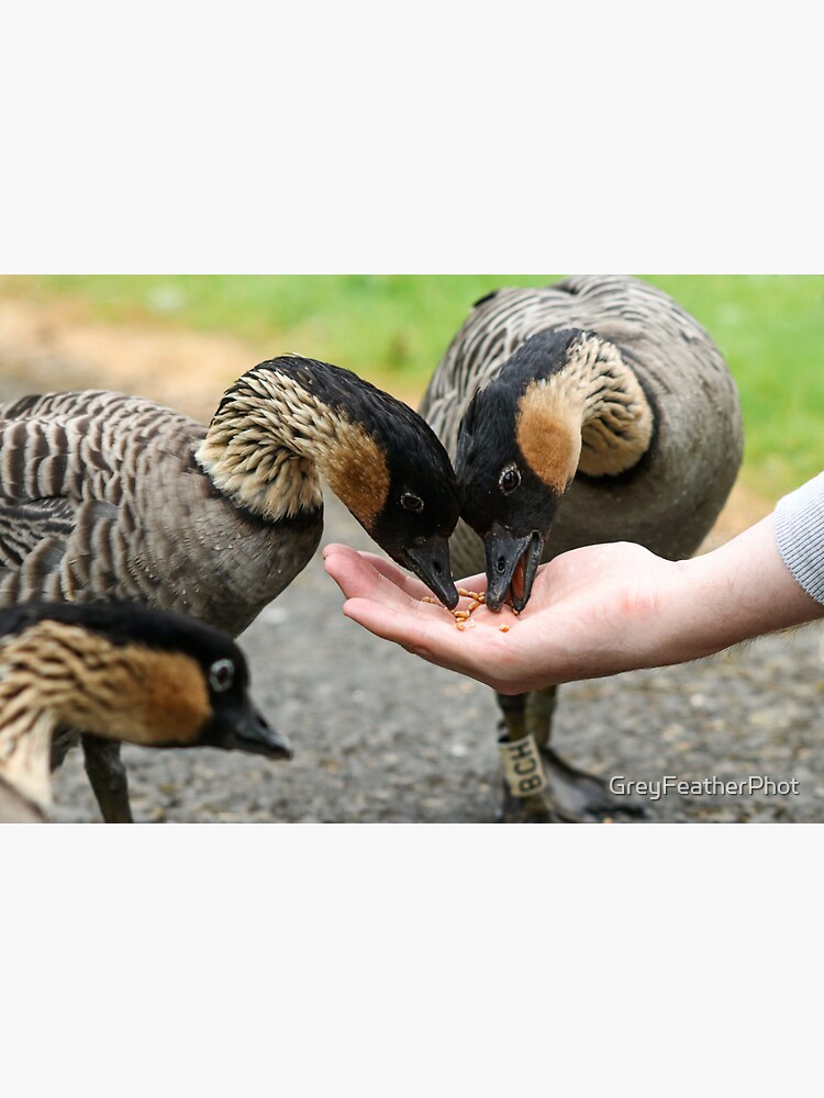 "Feeding the nene family at WWT Llanelli" Sticker for Sale by ...