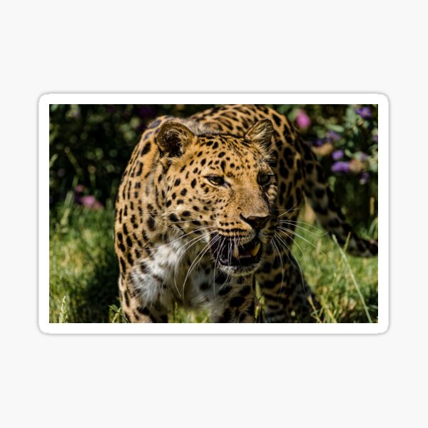 "Amur Leopard v3" Sticker by JMChown | Redbubble