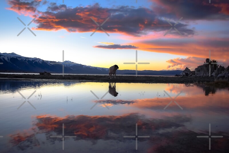 "Mountain Pug Reflects at Sunset" by pugventurephoto | Redbubble