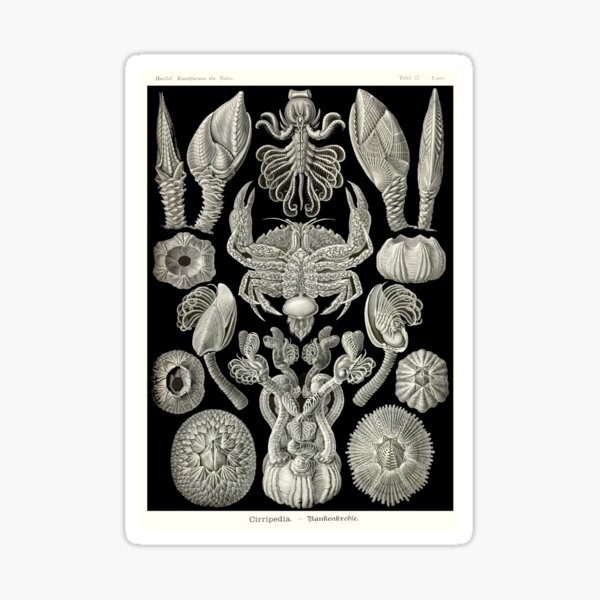 "Plate 57. Barnacles, small marine animals related to crabs and ...