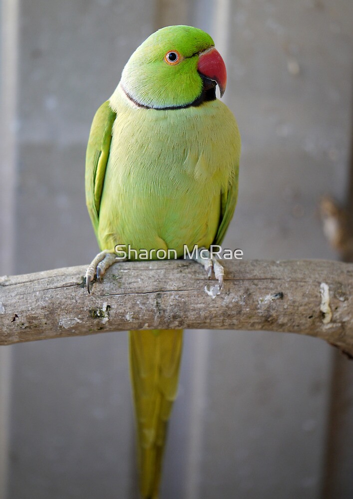 "Green Indian Ringneck" by SharonD | Redbubble