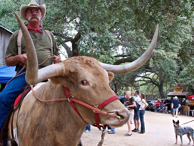 "Riding a longhorn steer" by Ann Reece | Redbubble