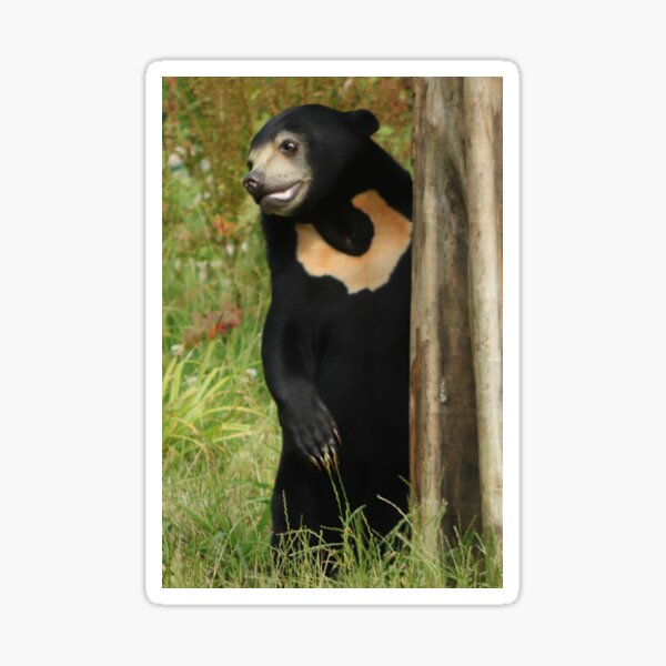 "Sun Bear" Sticker for Sale by Ladymoose | Redbubble