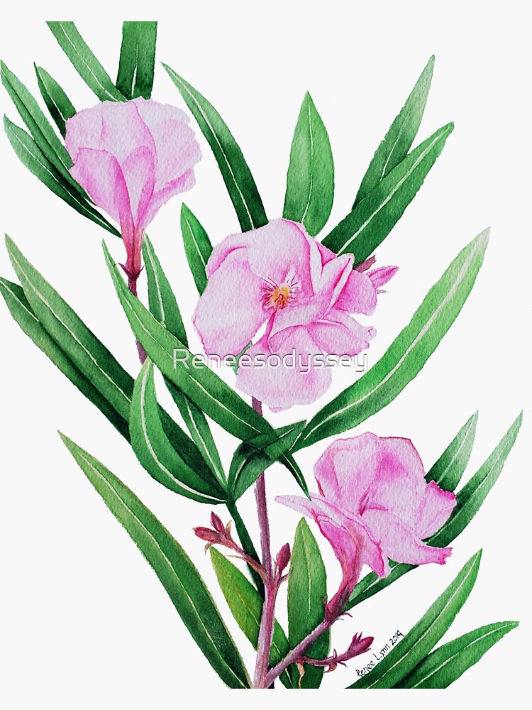 "Oleander" Sticker by Reneesodyssey | Redbubble