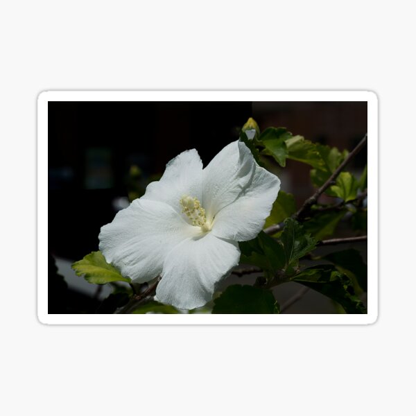 " Pretty Rose of Sharon" Sticker for Sale by Brenda Burnett | Redbubble