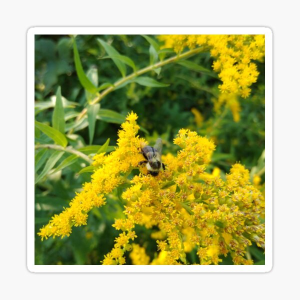 "Bee on goldenrod" Sticker for Sale by Aurorabeth | Redbubble
