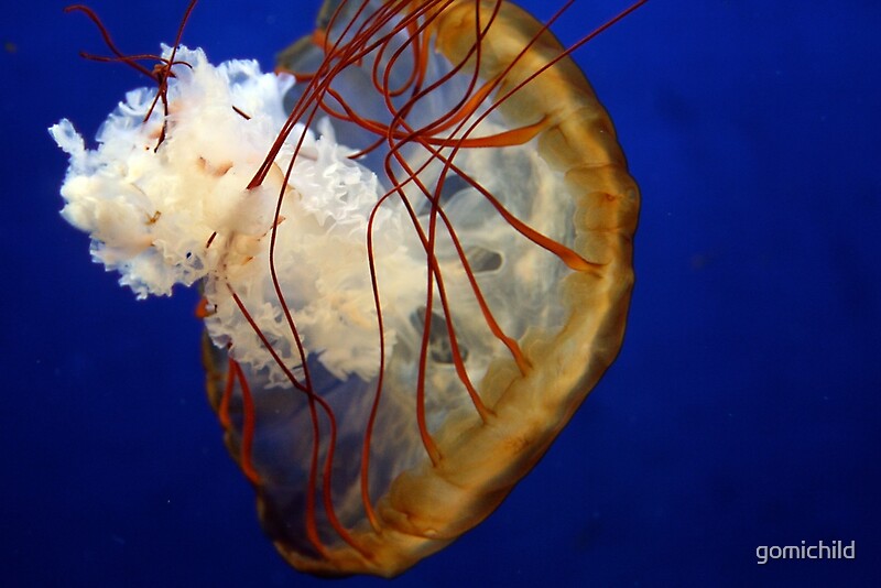 "Jellyfish with Red Tendrils" by gomichild | Redbubble