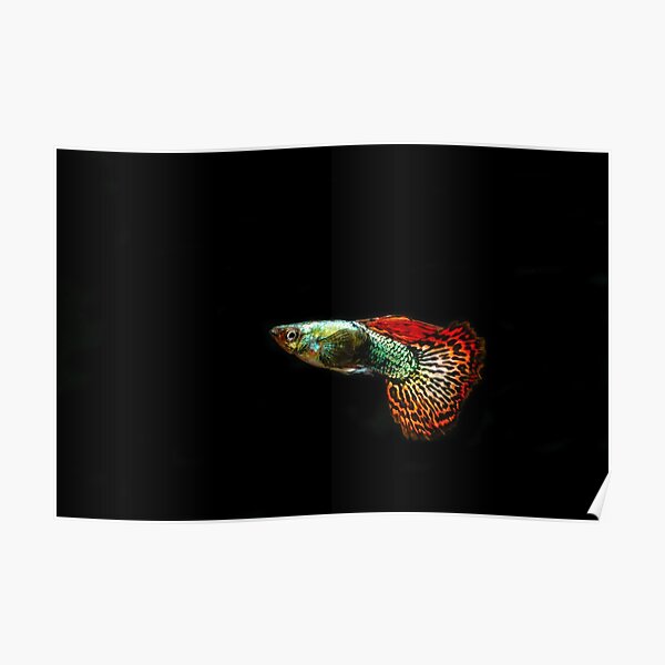 "Guppy" Poster by AllLovelyIdeas | Redbubble