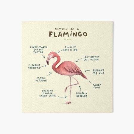 "Anatomy of a Flamingo" Art Board Print by SophieCorrigan | Redbubble