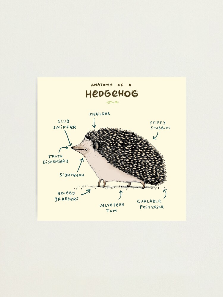 "Anatomy of a Hedgehog" Photographic Print for Sale by Sophie Corrigan ...