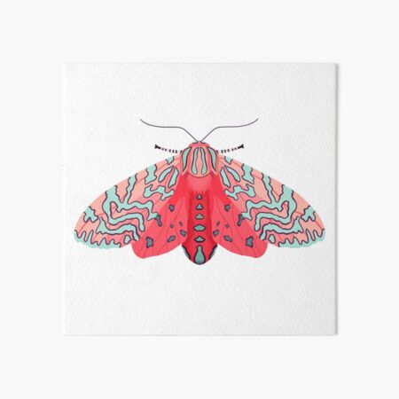 "Pink Moth" Art Board Print by NicoleWilsonart | Redbubble