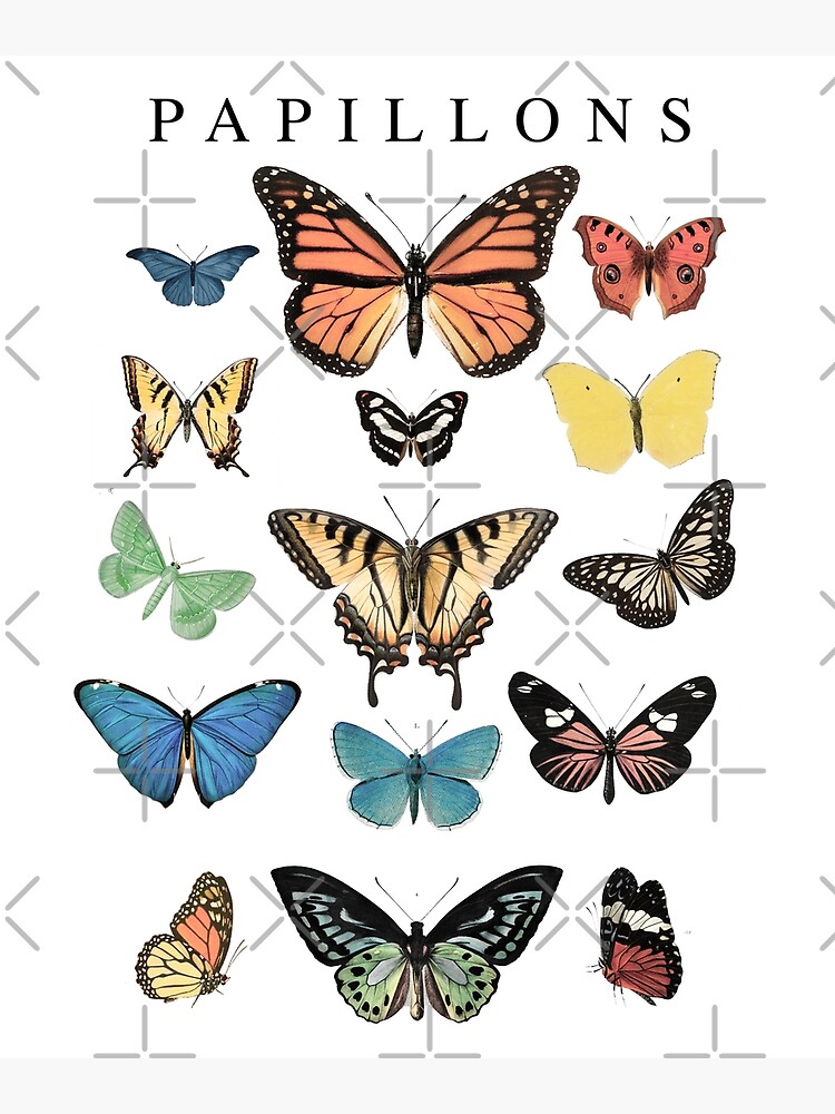 "Papillons Butterfly " Poster for Sale by alexvoss | Redbubble