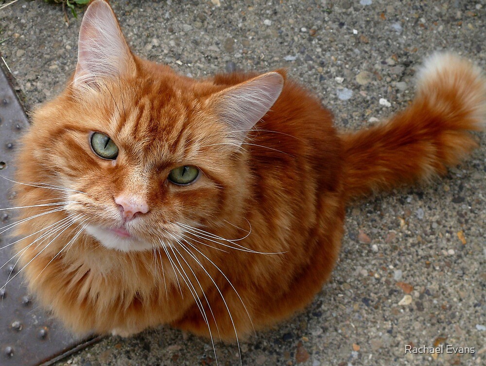 «Taz» de Rachael Evans | Redbubble