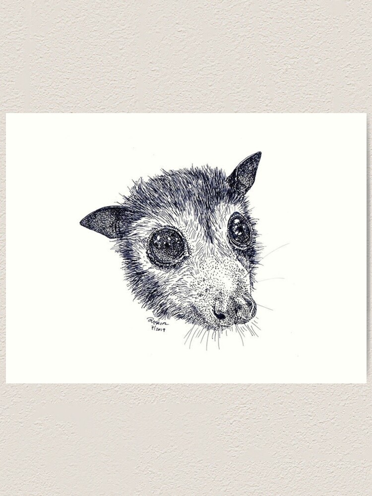 "Spectacled Flying Fox Bat Drawing." Art Print by BabyBats | Redbubble