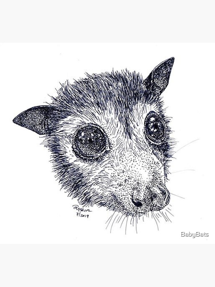 "Spectacled Flying Fox Bat Drawing." Art Print by BabyBats | Redbubble