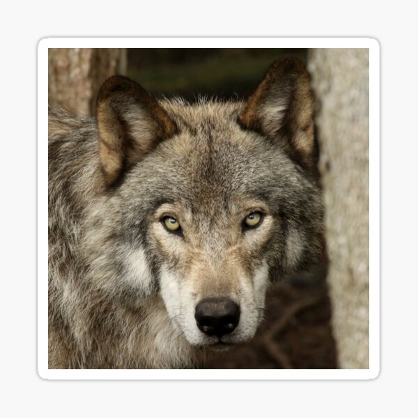 "The intensity of the timber wolf" Sticker by locustgirl | Redbubble