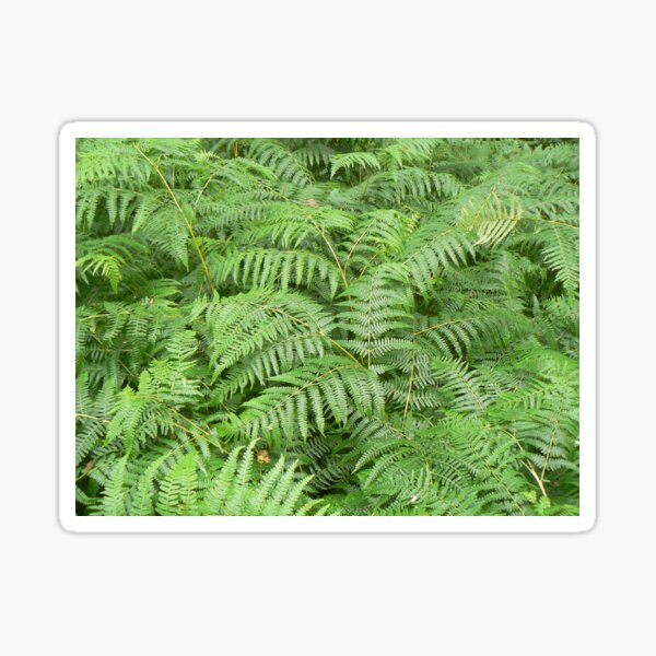 "Botanic_Image_016-(Ferns)" Sticker for Sale by DRS-Edinburgh | Redbubble