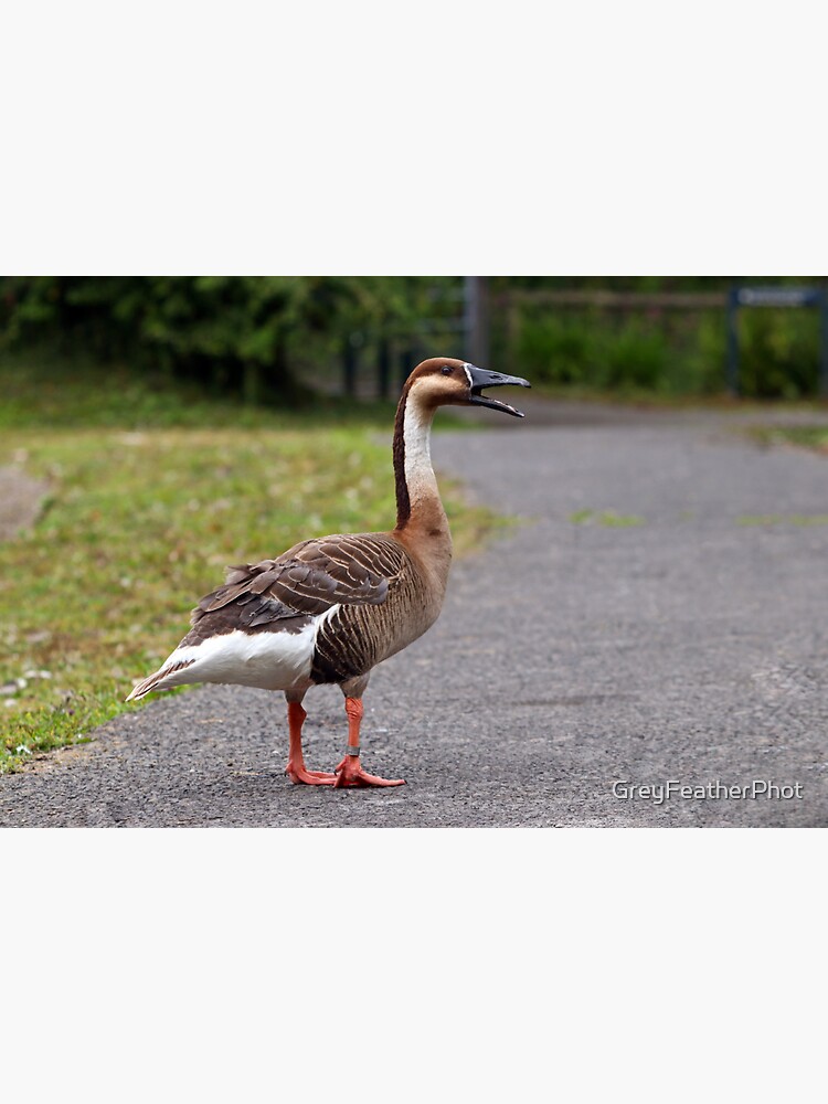 "Honking goose" Sticker by GreyFeatherPhot | Redbubble