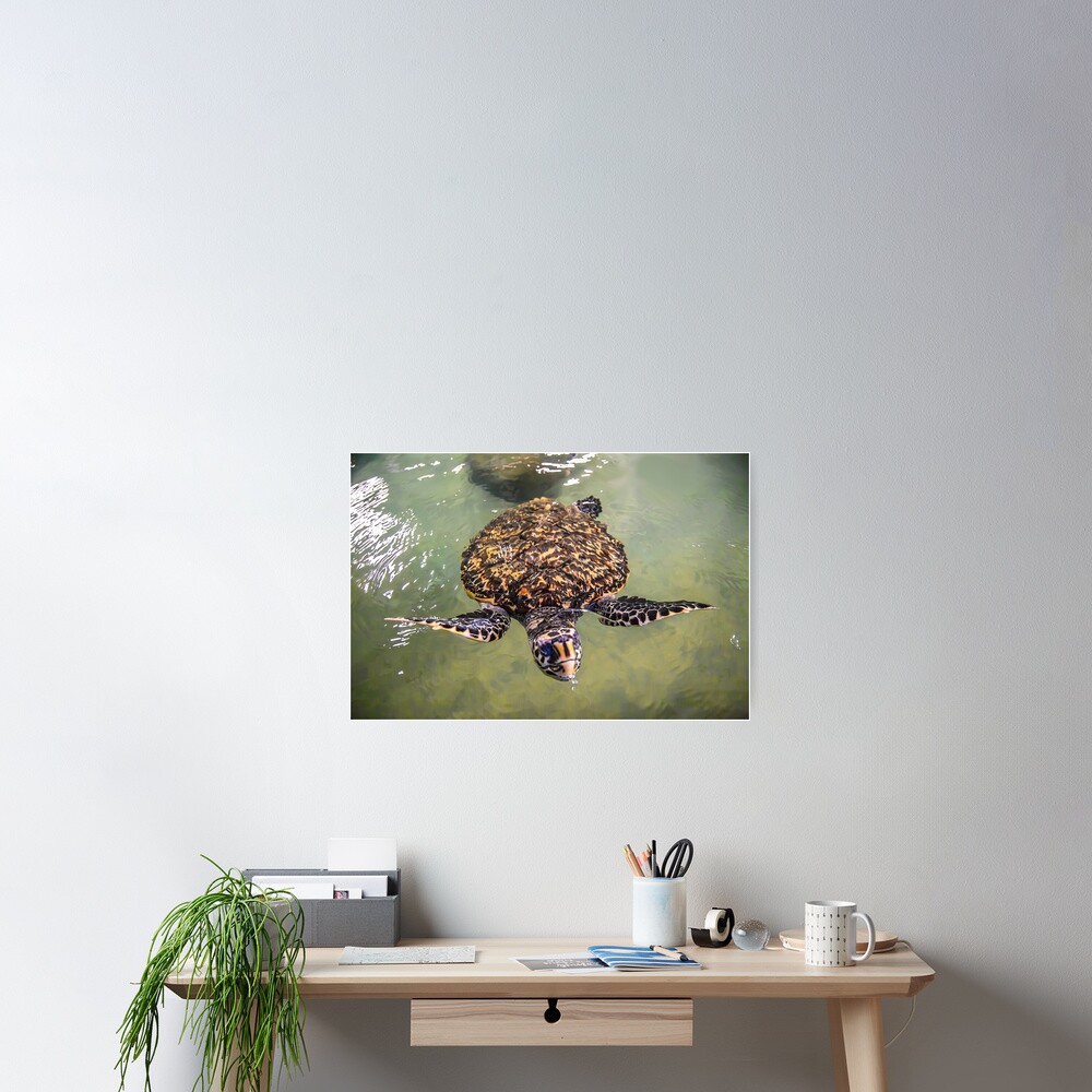 "Sri Lanka. Sea Turtle Research & Conservation Center. Turtle." Poster ...