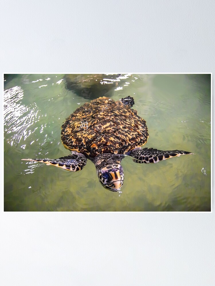 "Sri Lanka. Sea Turtle Research & Conservation Center. Turtle." Poster ...