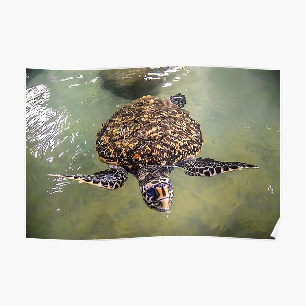 "Sri Lanka. Sea Turtle Research & Conservation Center. Turtle." Poster ...