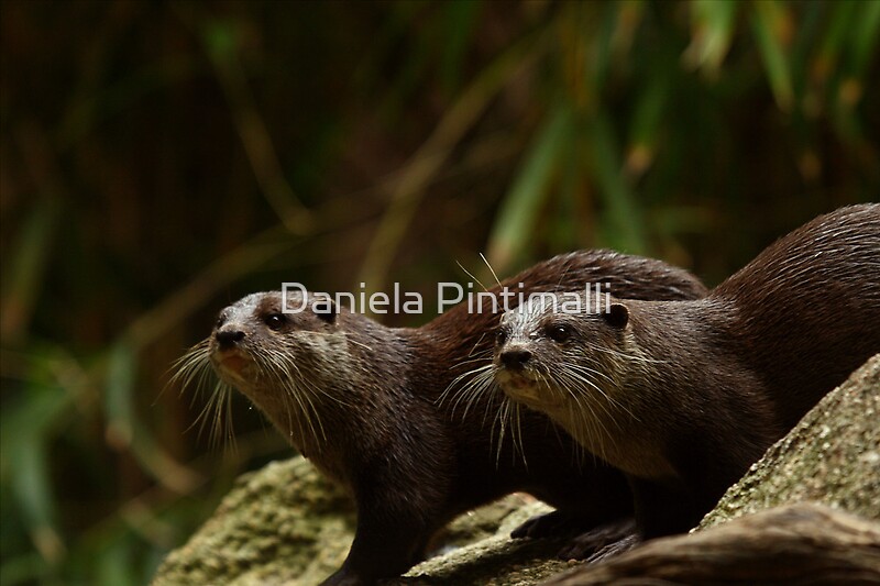 "Otter Brothers II" by Daniela Pintimalli | Redbubble