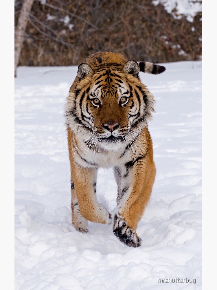 "Siberian Tiger 42" Poster by mrshutterbug | Redbubble