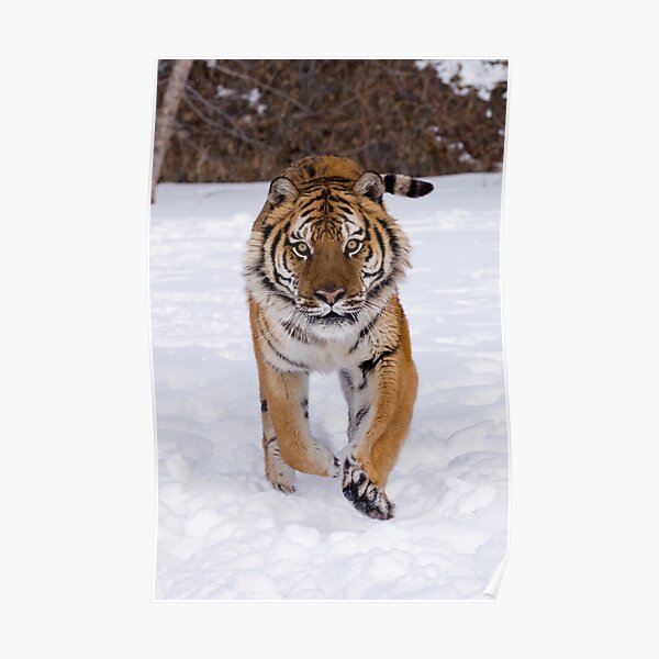 "Siberian Tiger 42" Poster by mrshutterbug | Redbubble
