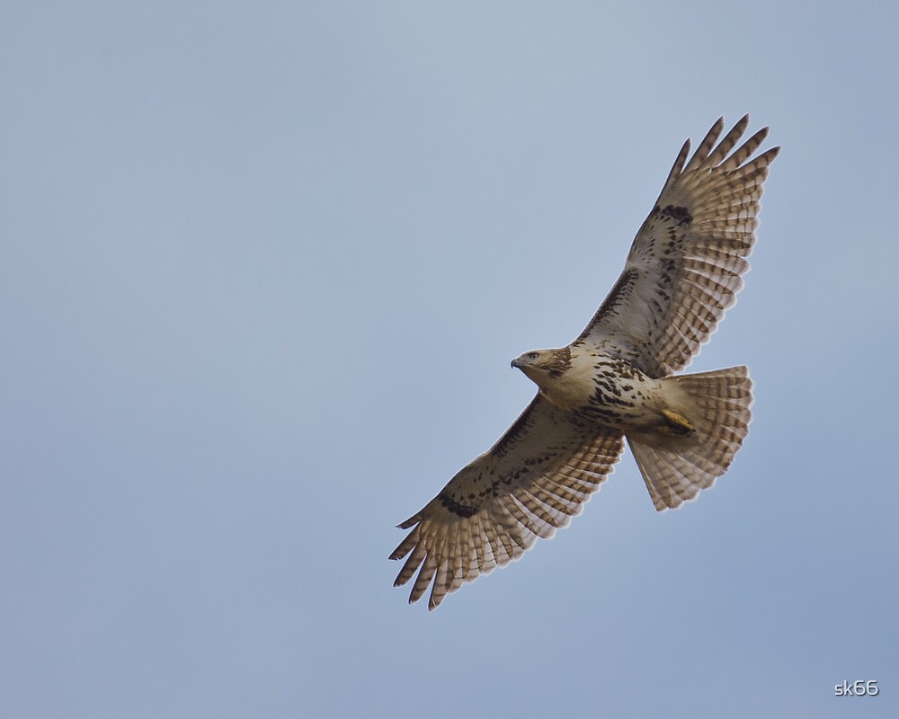 "Coopers Hawk in Flight" by sk66 | Redbubble